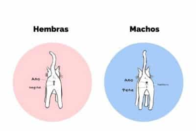 Pene de gato: peculiaridades, anatomía y enfermedades