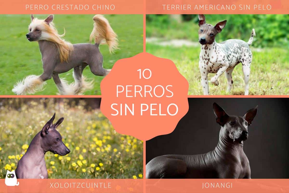 TOP Razas de PERROS PELONES: ¡Descúbrelas!
