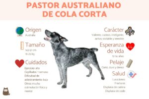 RAZA Blue Heeler: GUÍA Completa y CUIDADOS