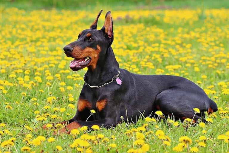 Conoce todo sobre la raza de perros Delmon: características, cuidados y ...