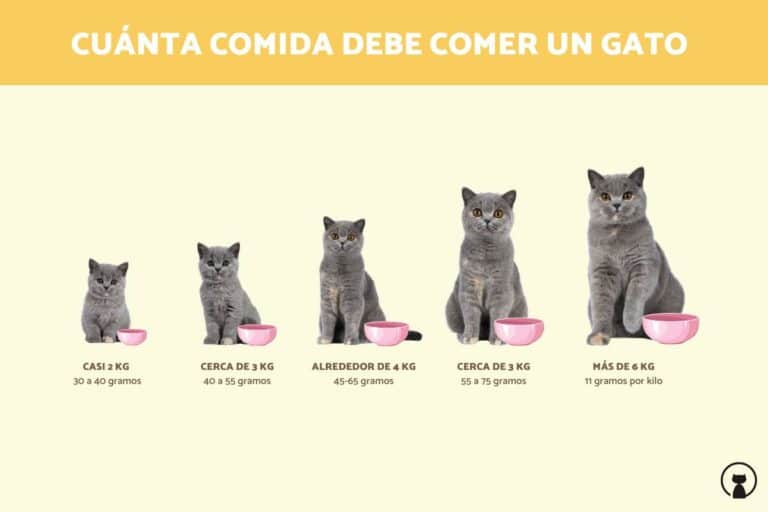 ALIMENTA a tu GATO: ¿Cuántas COMIDAS Diarias?