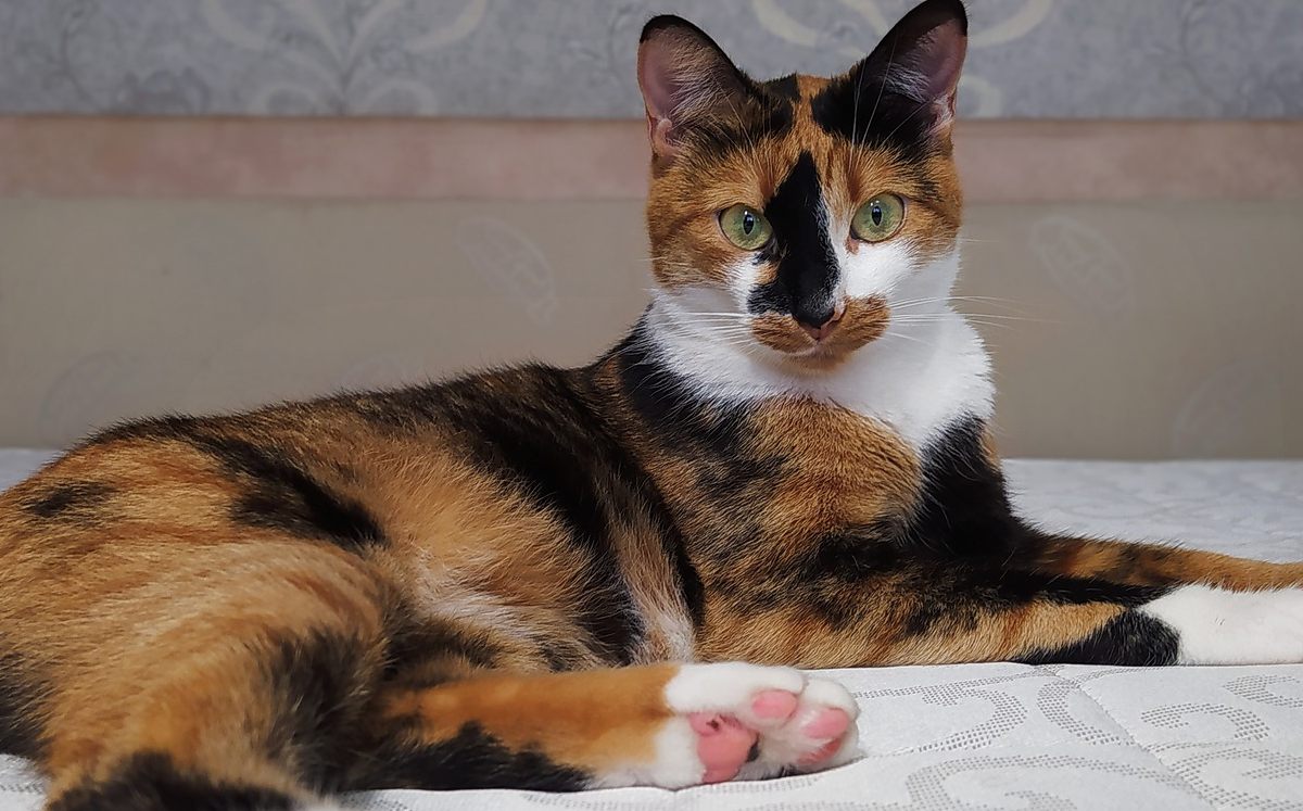 RAZÓN de COLORES en GATOS - ¡DESCUBRE Por Qué!