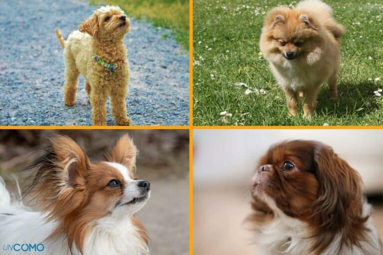 TOP 10 Perros Chiquitos PELUDOS y Adorables