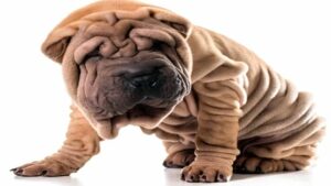 TOP 10 Razas de PERROS EXÓTICOS Únicos