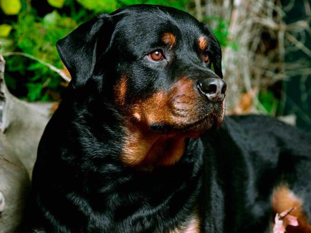 RAZA de PERRO Negro y Café - SECRETOS Revelados