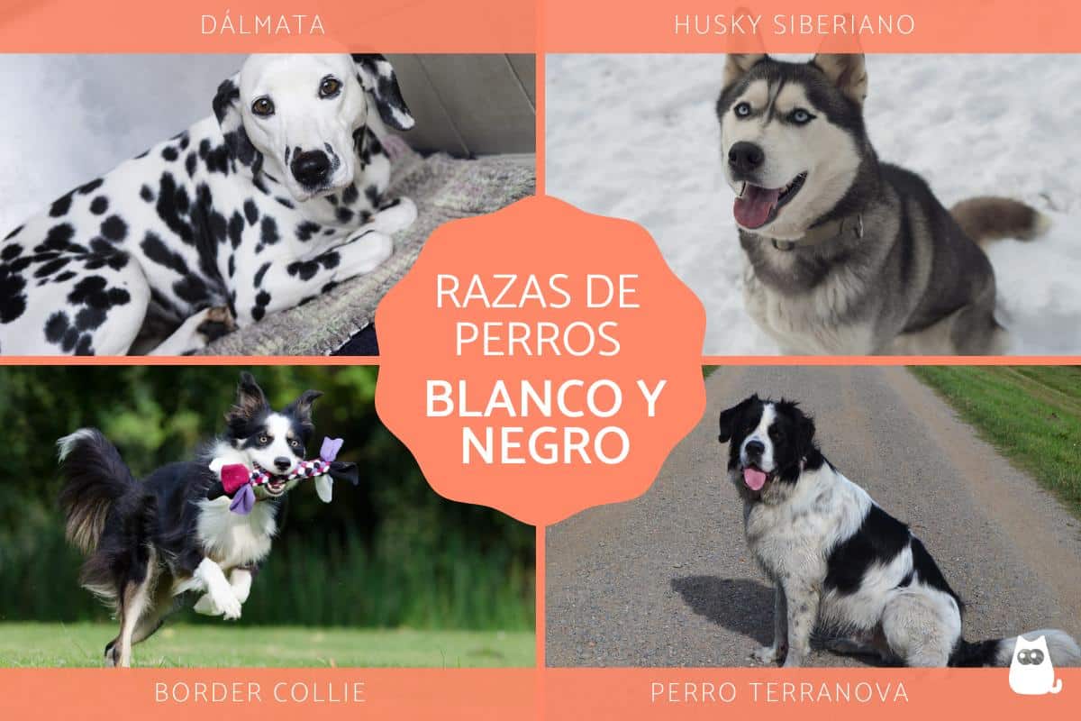 Perros NEGRO con BLANCO: GUÍA Completa y CURIOSIDADES
