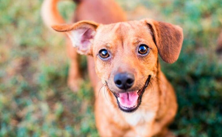 PERRO MESTIZO: Cuidados y CURIOSIDADES
