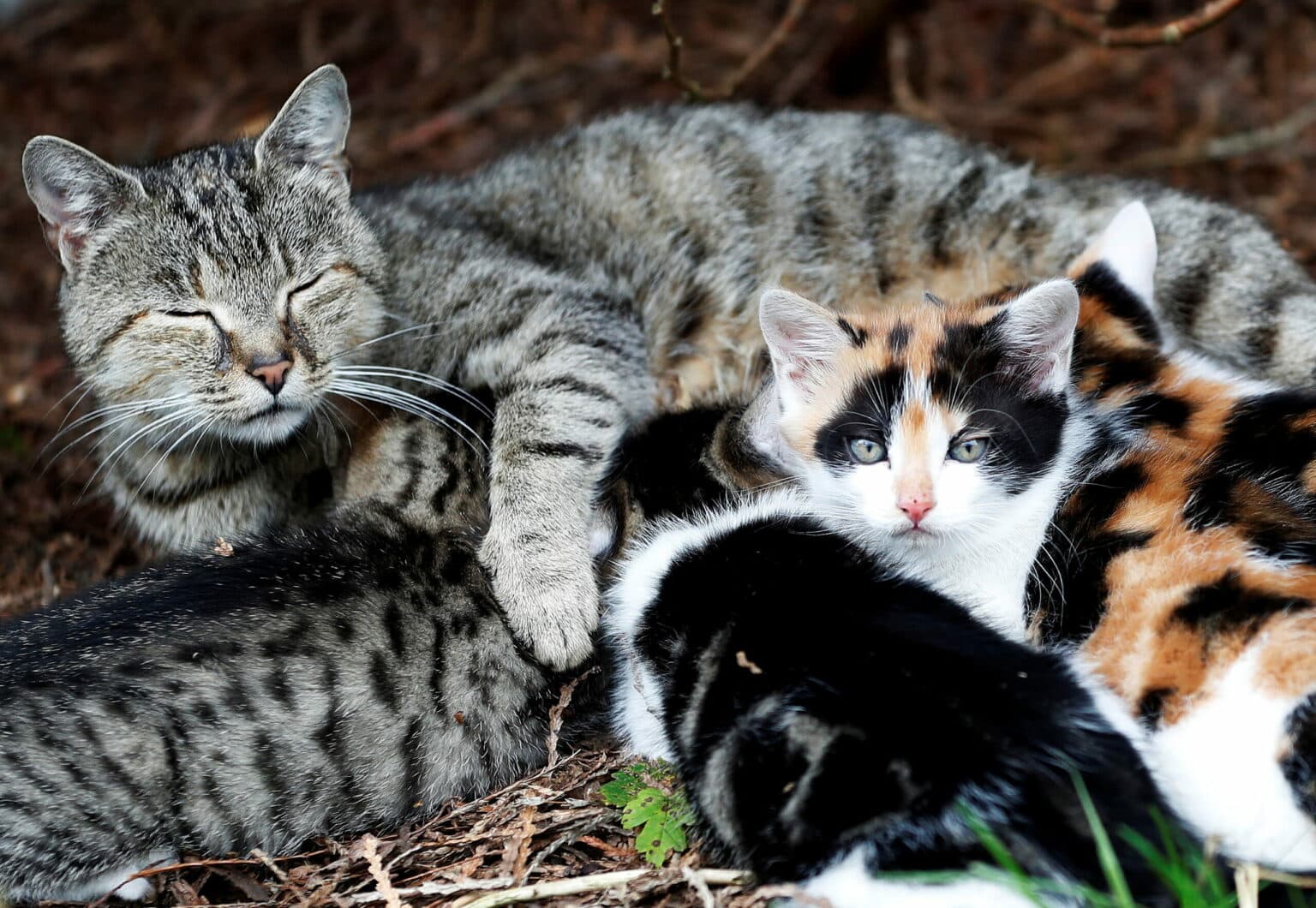 SECRETOS de GATOS: COLORES ÚNICOS Explicados!