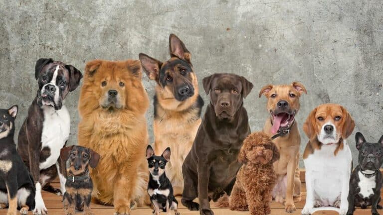 TOP 10 Perros DELGADOS y Elegantes - ¡CONÓCELOS!