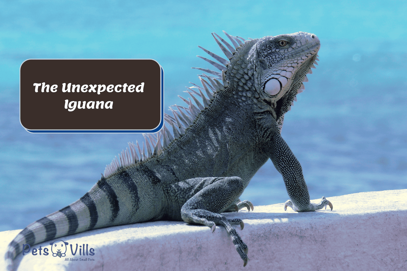 DESCUBRE La Iguana Inesperada - CUENTO Único