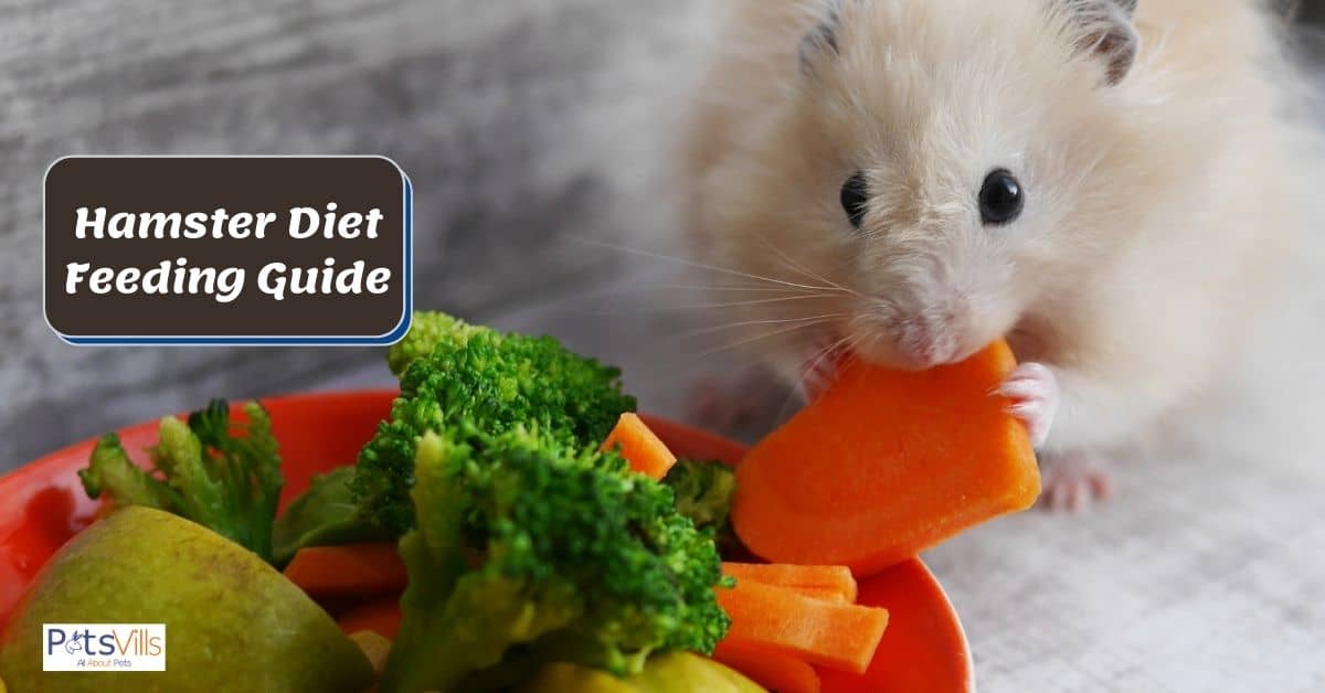 ALIMENTA a tu HÁMSTER: Guía COMPLETA y TIPS!